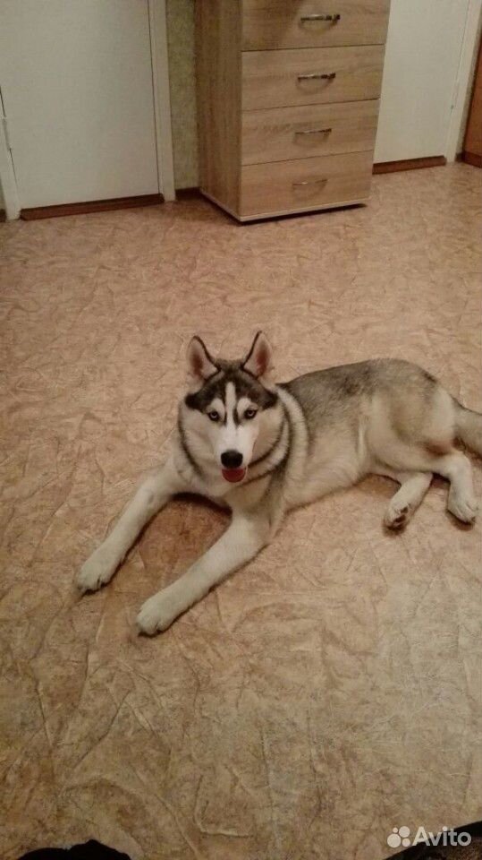 Вязка