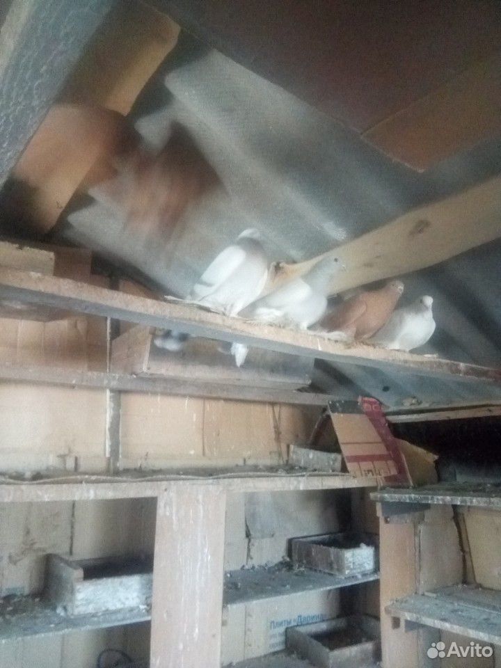 Голуби разные