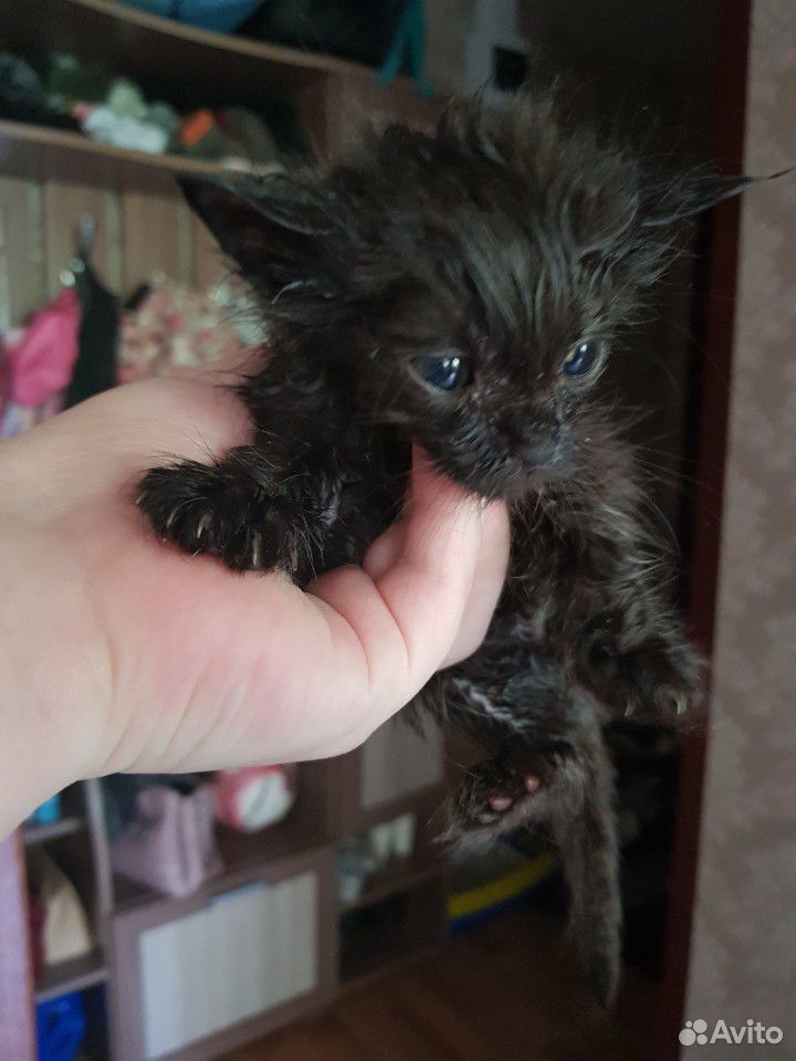 Отдам котенка