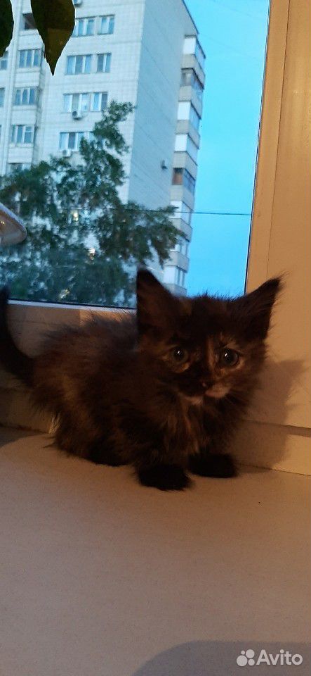 Милашка в добрые ручки