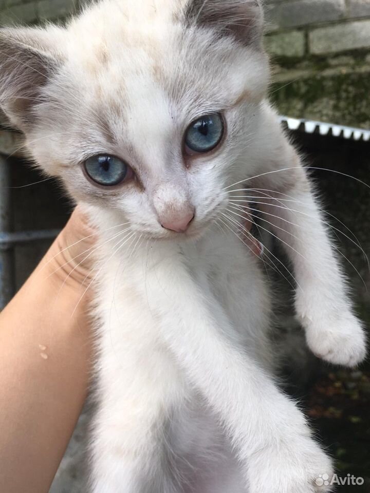 Котик 2-3 мес. В добрые руки