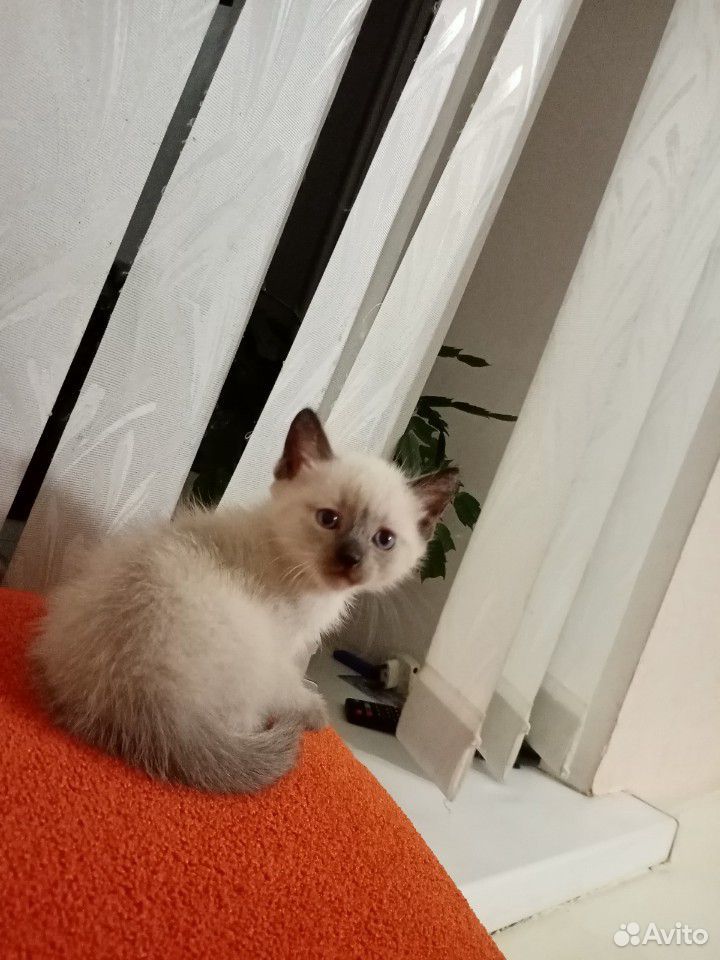 Тайские котята мальчики и девочки