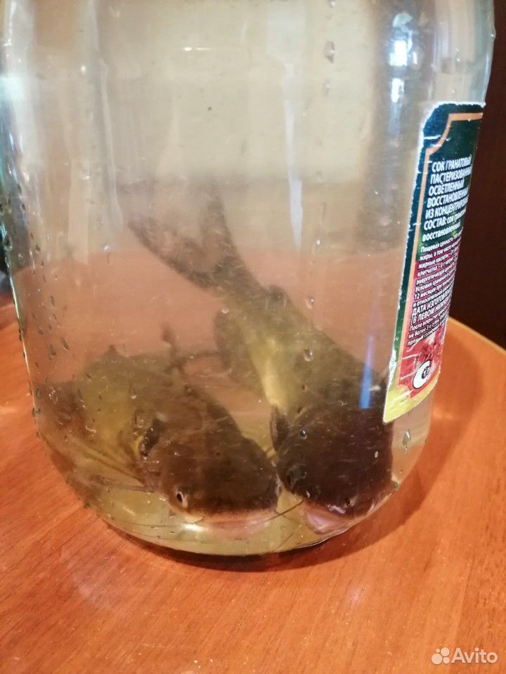 Аквариумные рыбки