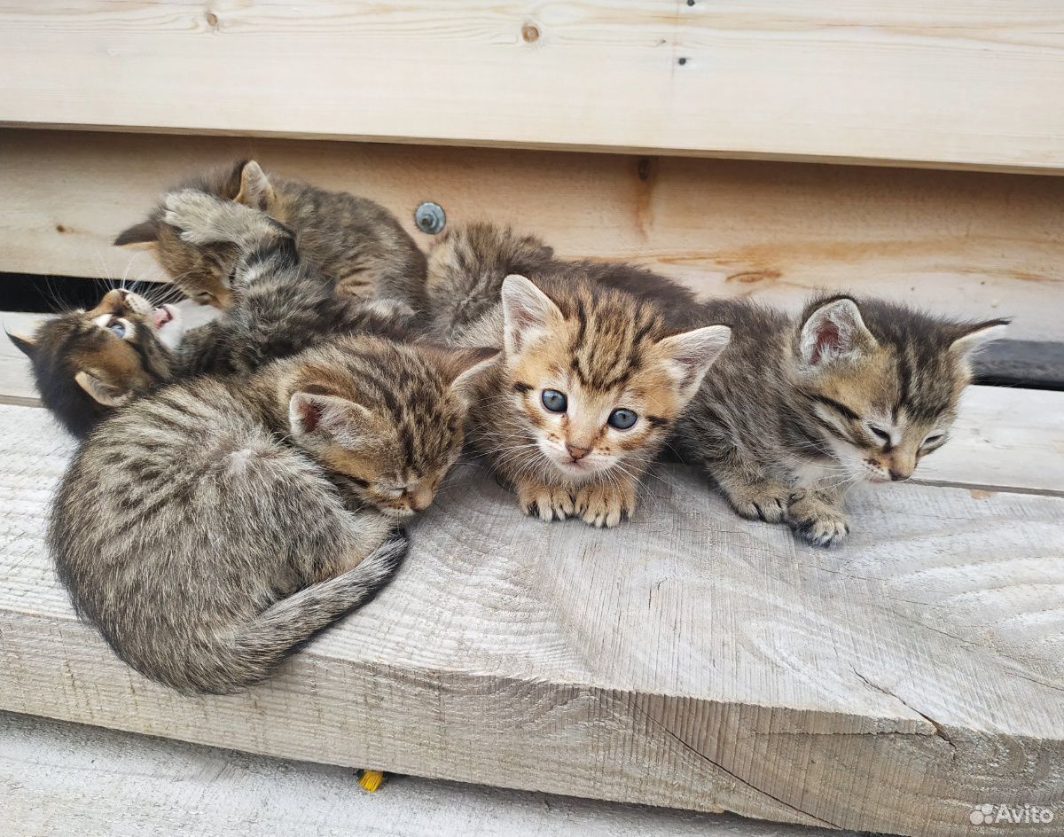Отдам котят в хорошие руки