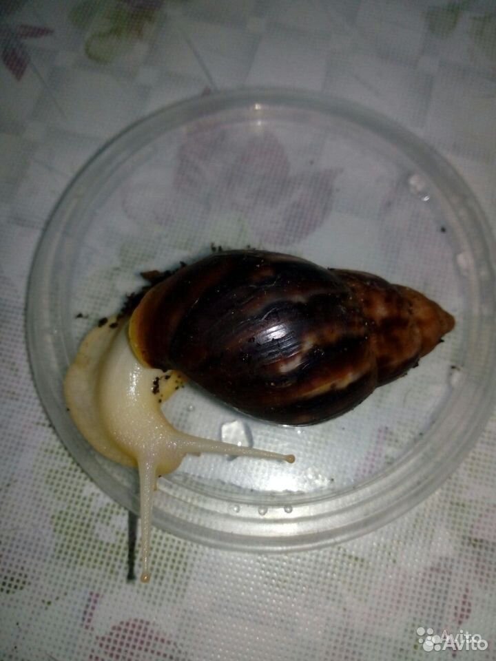 Улитка Ахатина