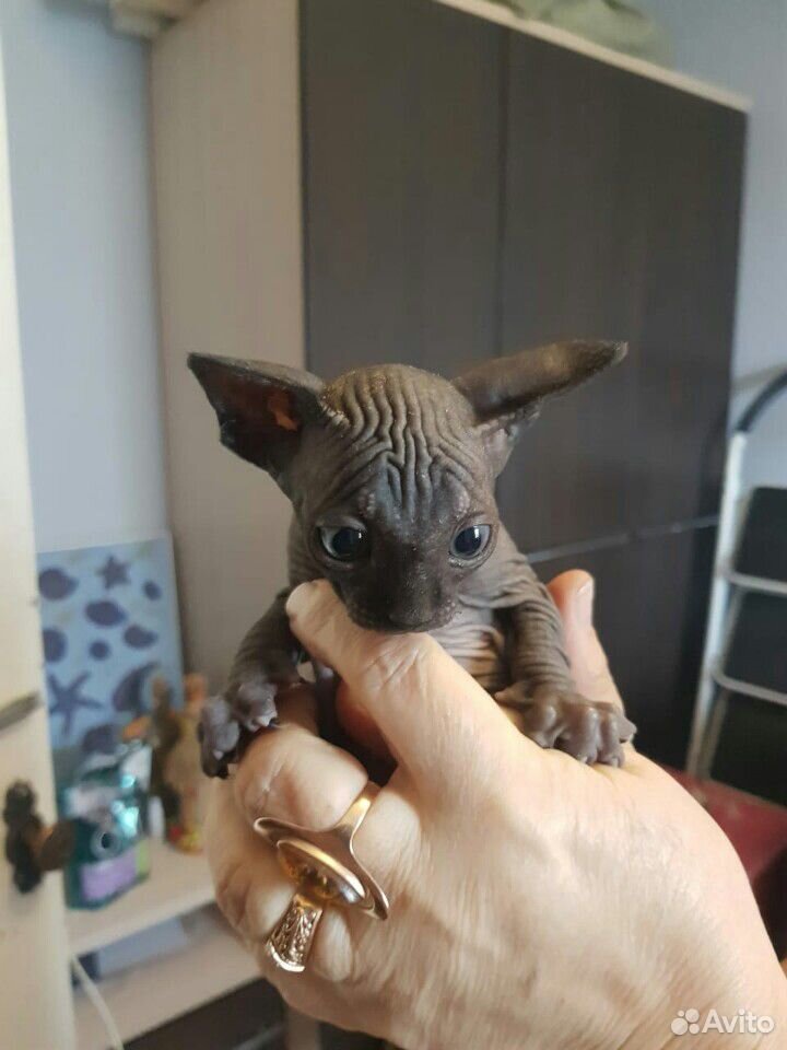 Котята канадский сфинкс