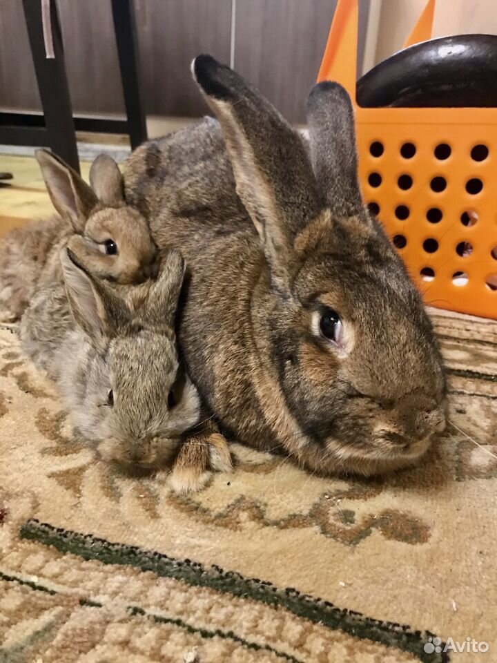 Продаю крольчат