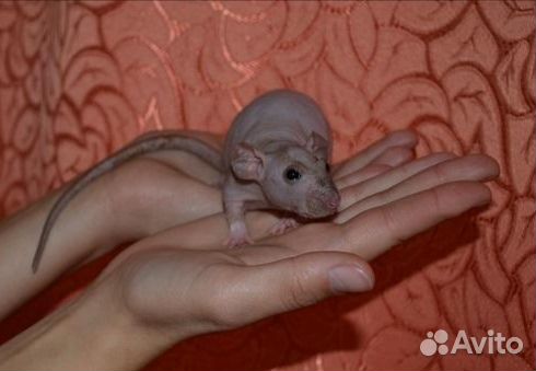 Крыса Дамбо голая