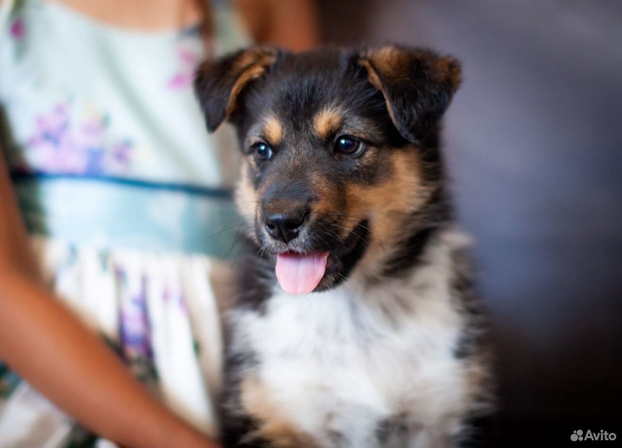 Щенок в дар