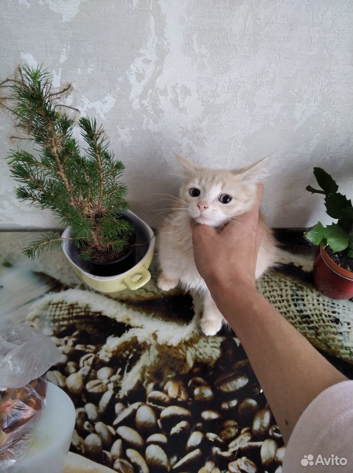 Симпатичные котята от ангорской кошки