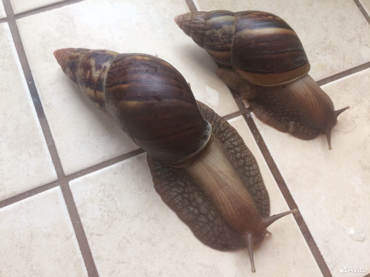 Пара улиток ахатин