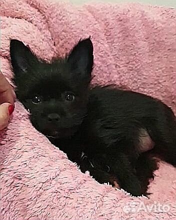 Девочка цветной йорк