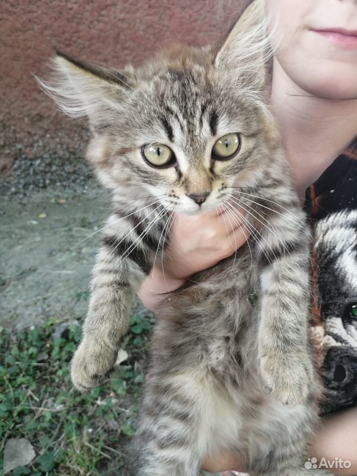 В добрые ручки чудо кошечка