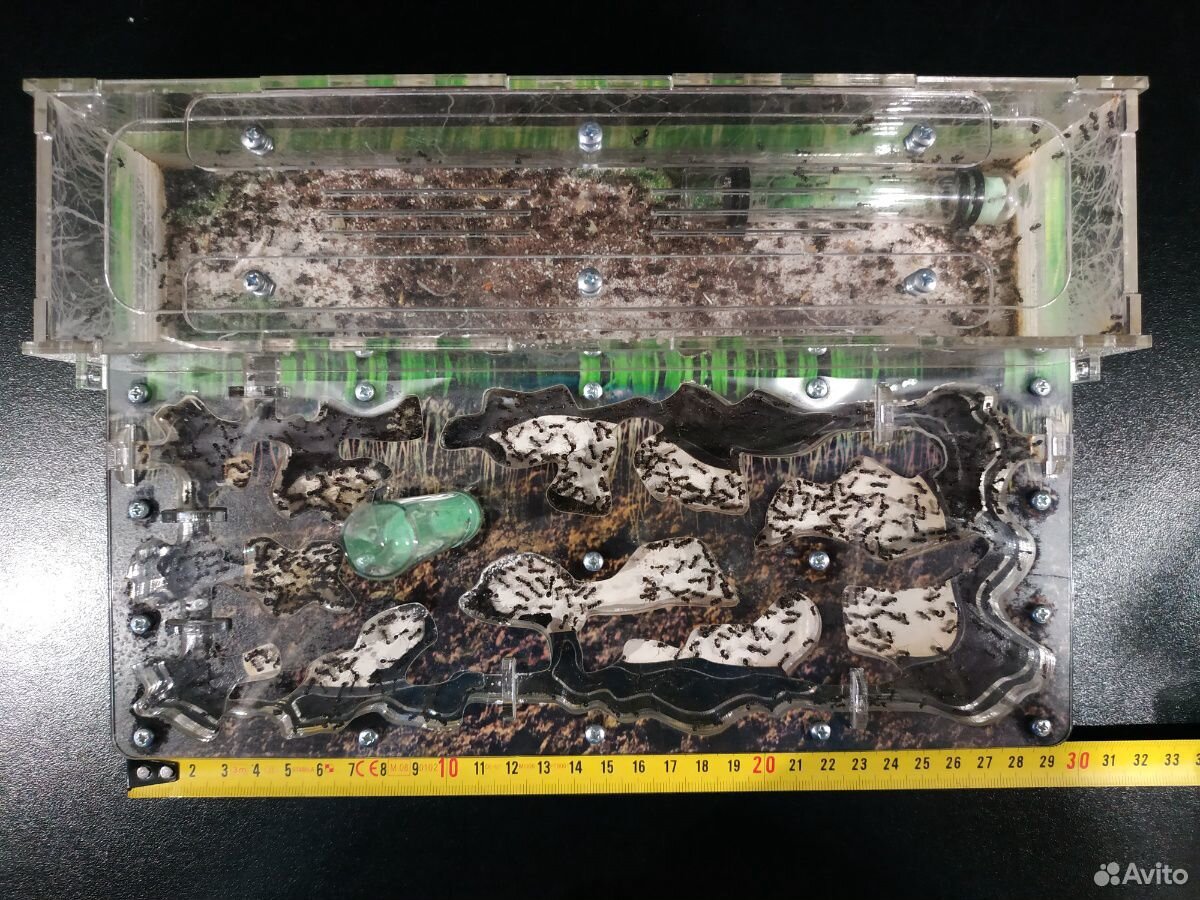 Муравьиная ферма с муравьями