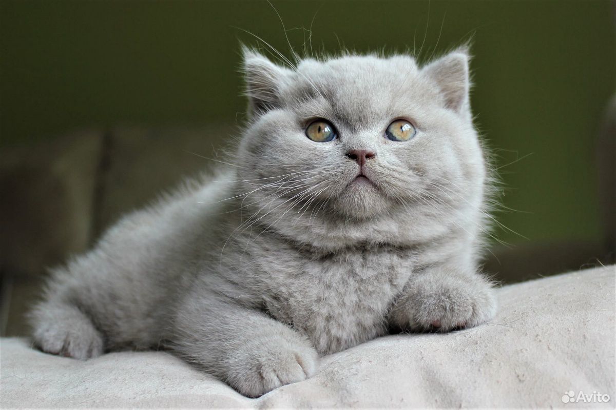 Британские тяжеловесы