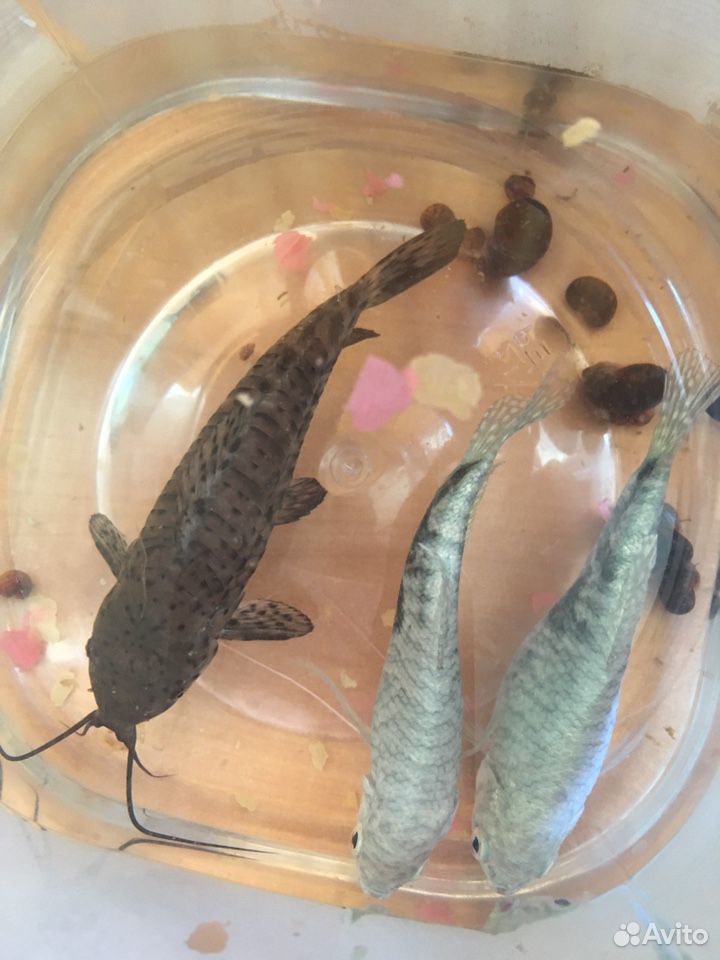 Отдам рыб