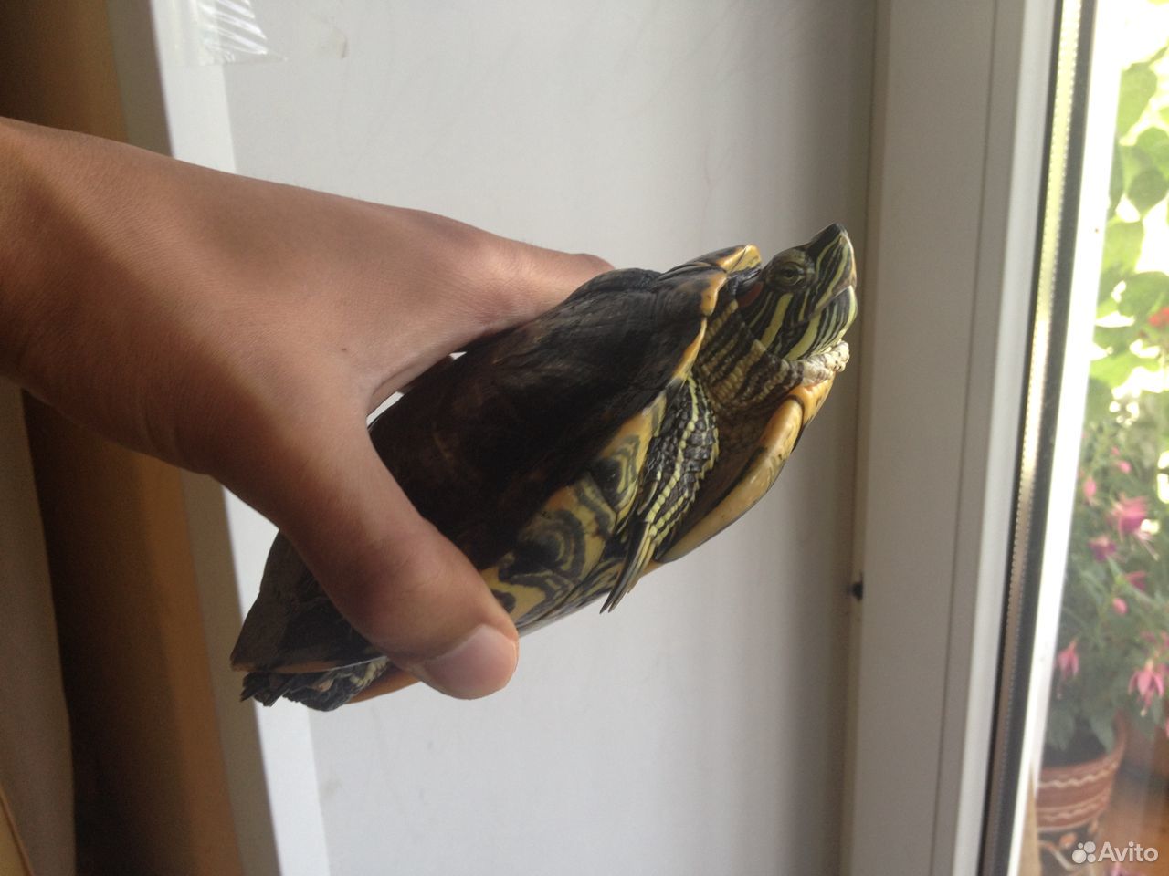 Красноухая черепаха