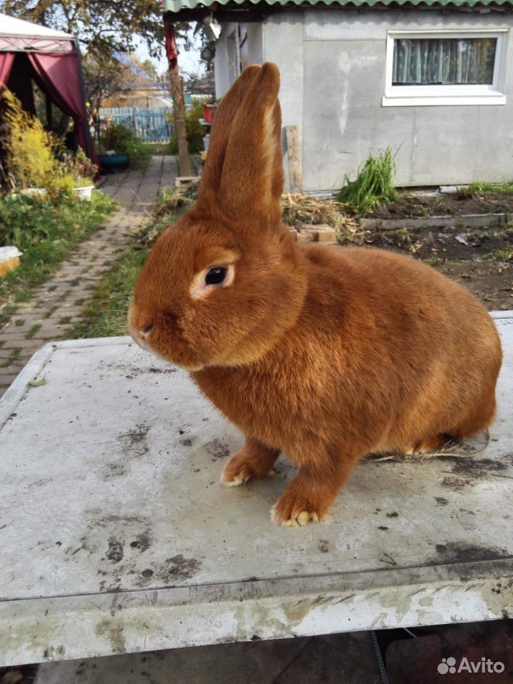Кролик Новозеландские Красные и Белые