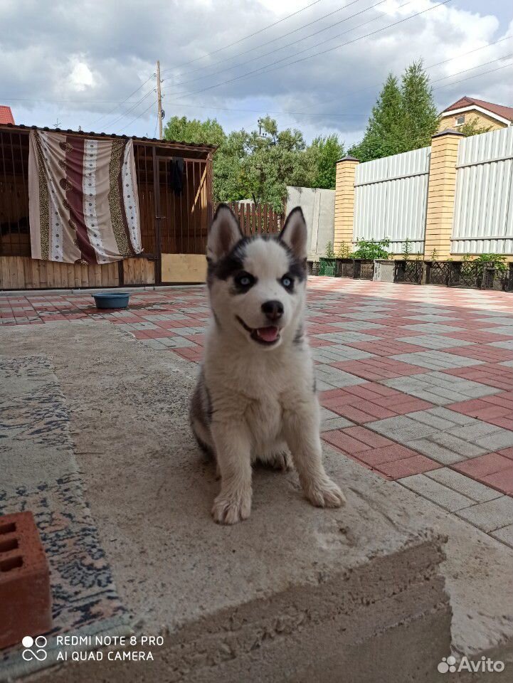 Щеночек сибирский хаски