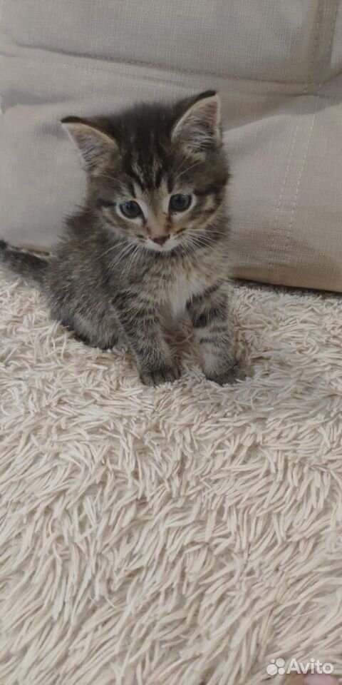 Отдам котёнка