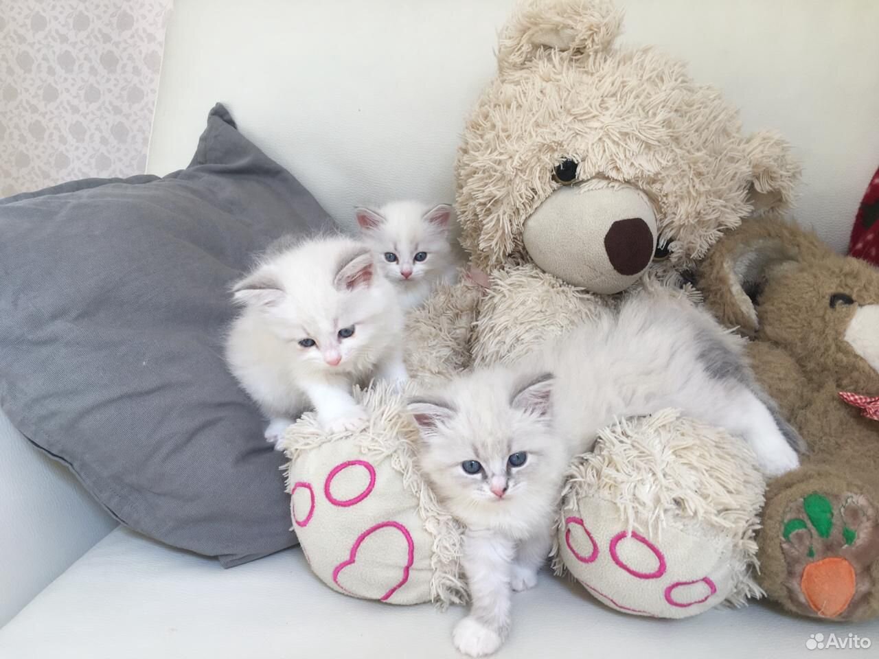 Невские Маскарадные котята
