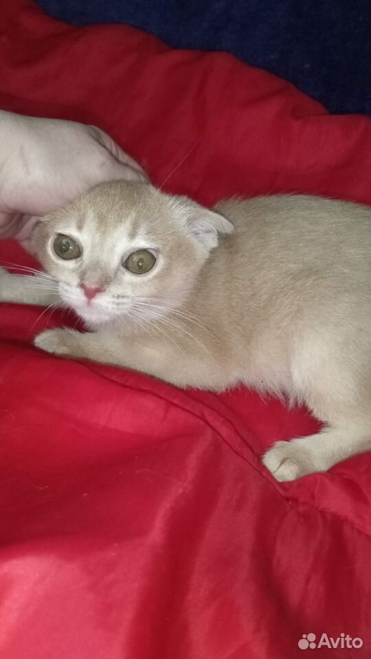 Девчушка редкого окраса фавн