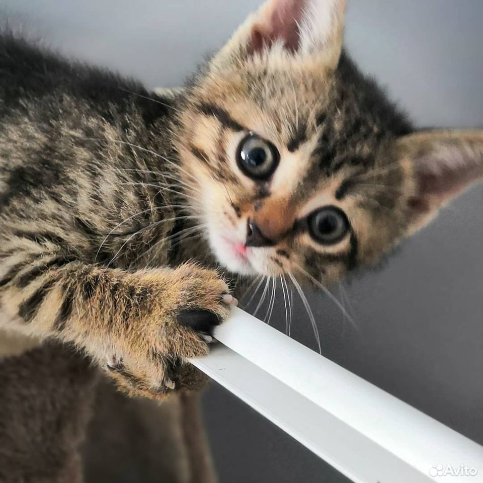 Котенок тяптяп