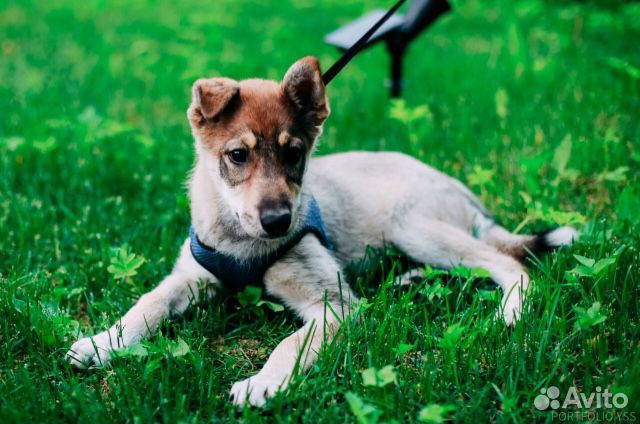 Собака в добрые руки, щенок