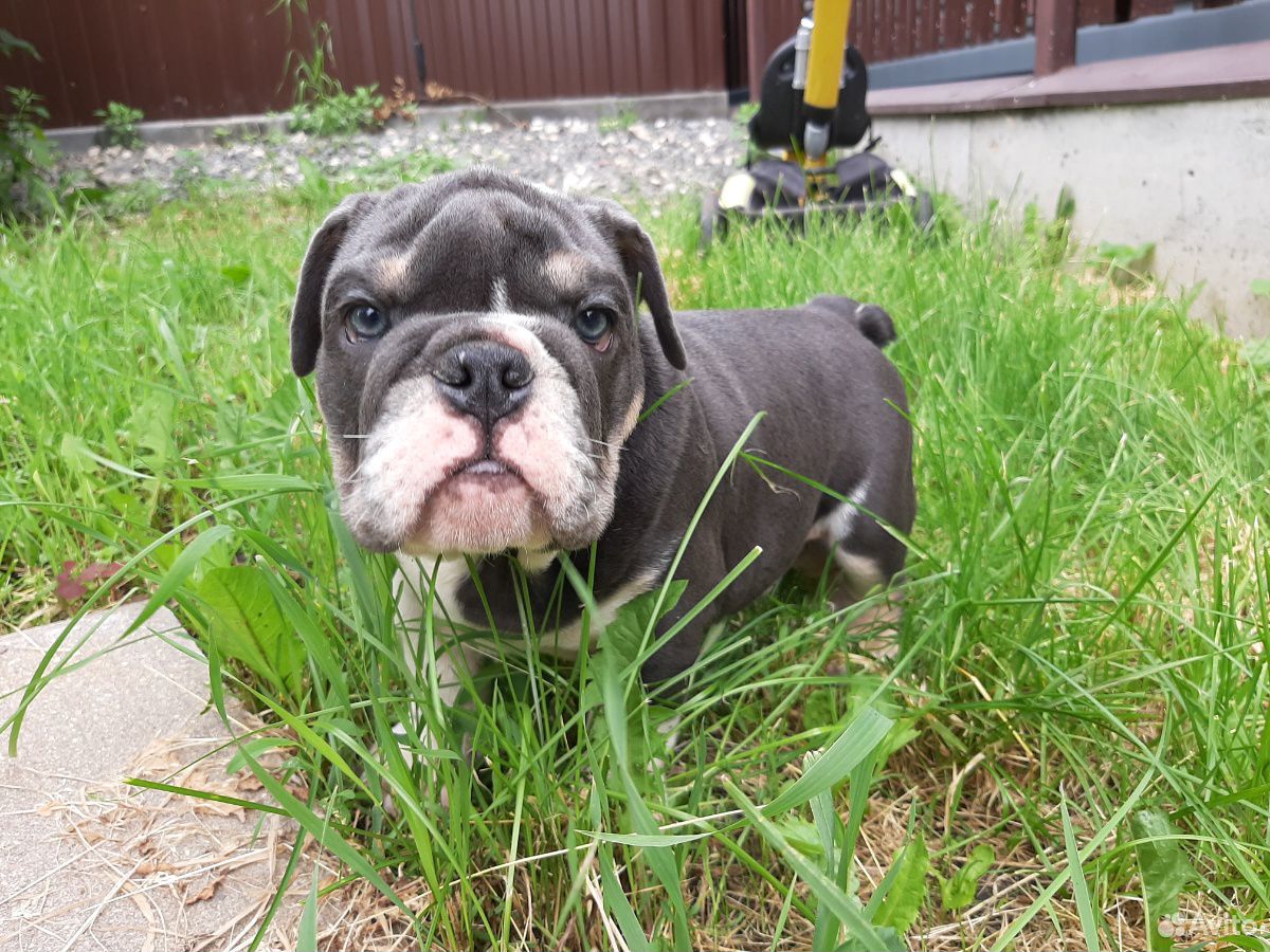 Голубоглазый Принц