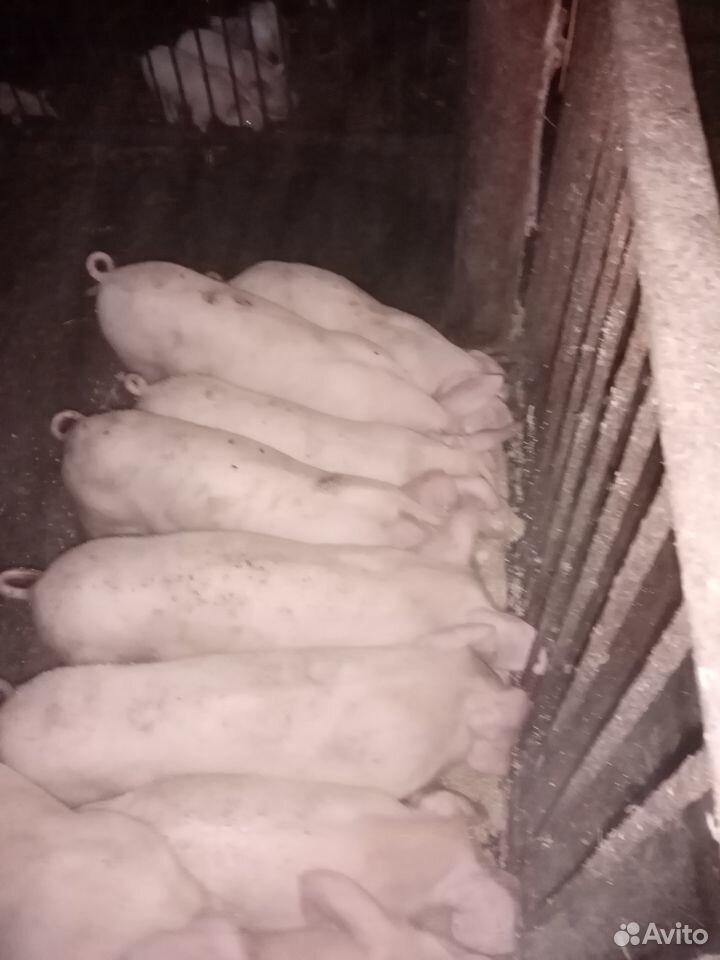 Продам 2, 5 месячных поросят