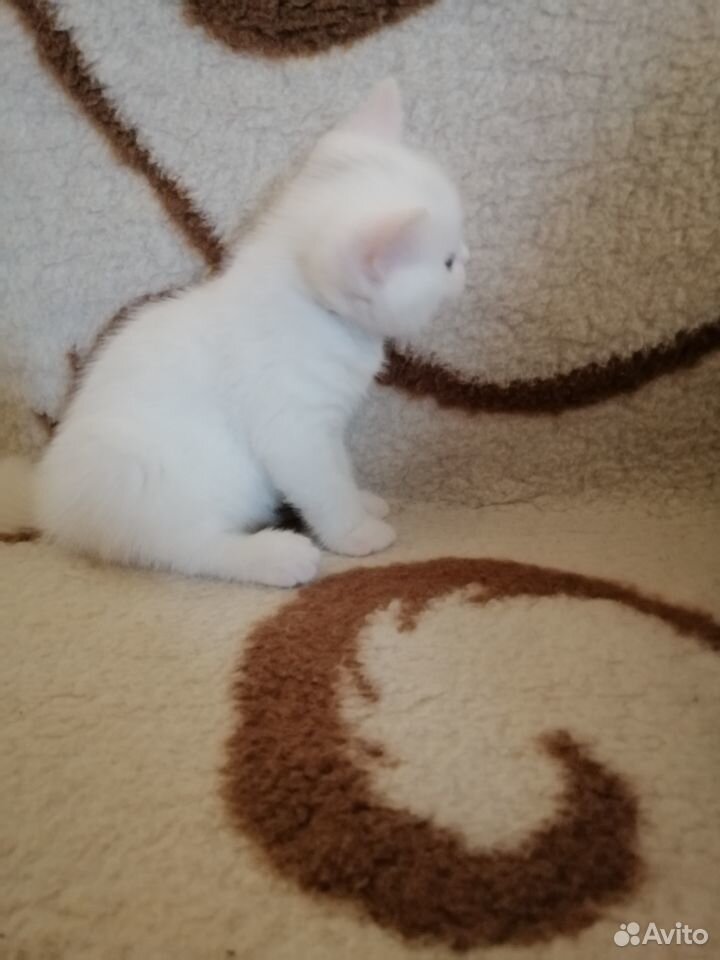 Котенок белый