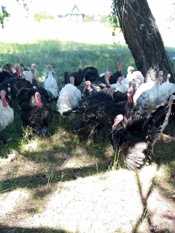 Индюшата 3х-месячные