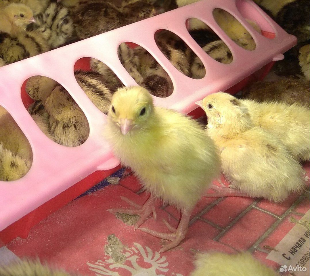 Перепелята суточные