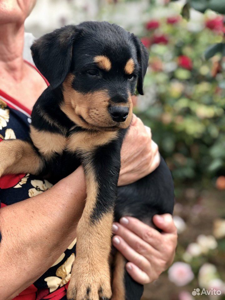 Щенок ротвейлер