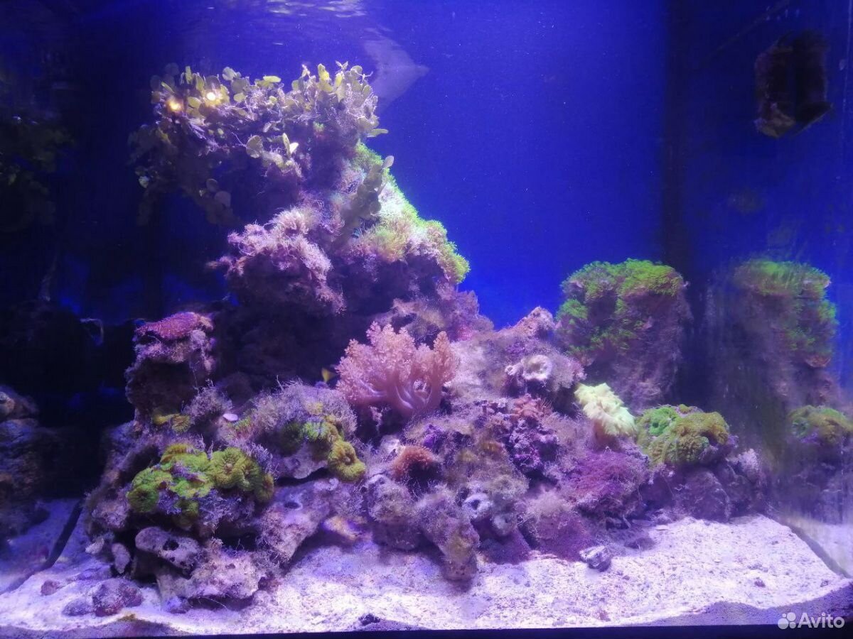 Морской аквариум с живым населением