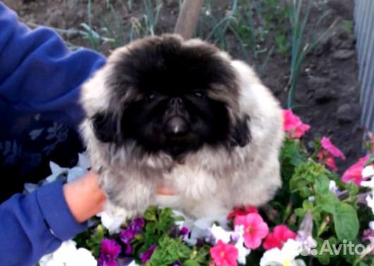 Пекинес