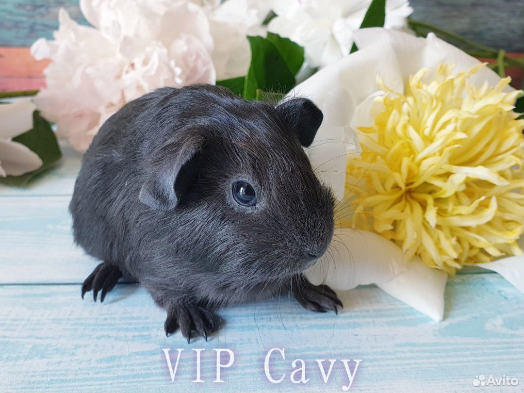 Морские свинки редкий окрас девочка