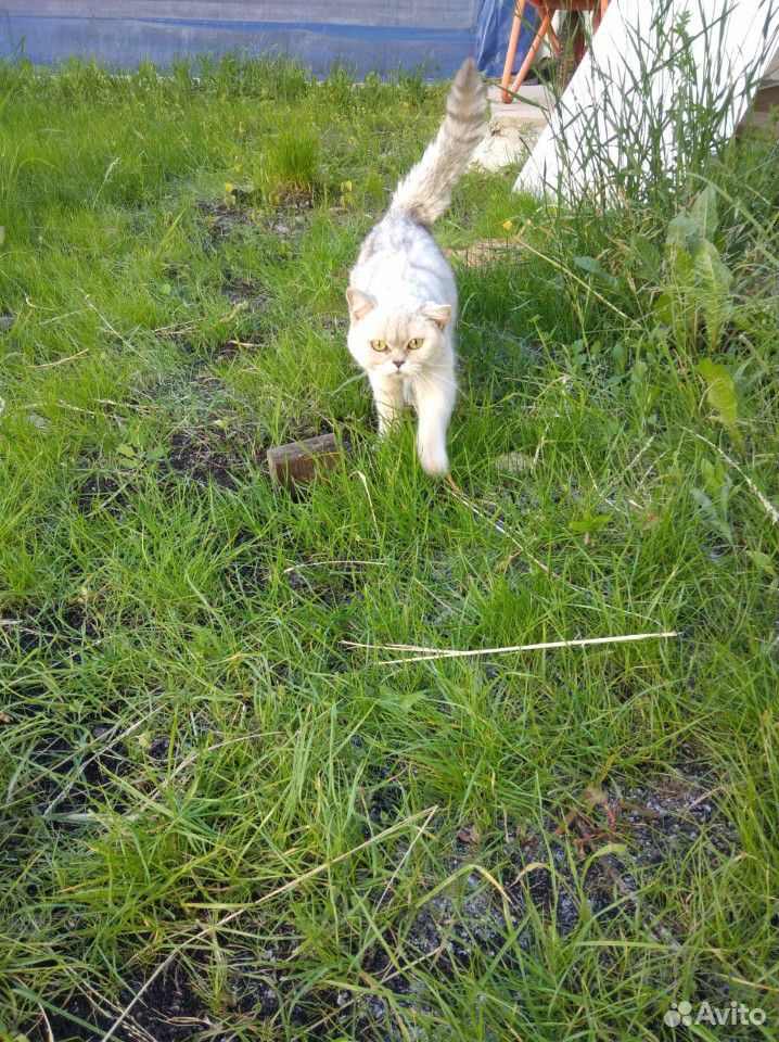 Шотландец потеряшка