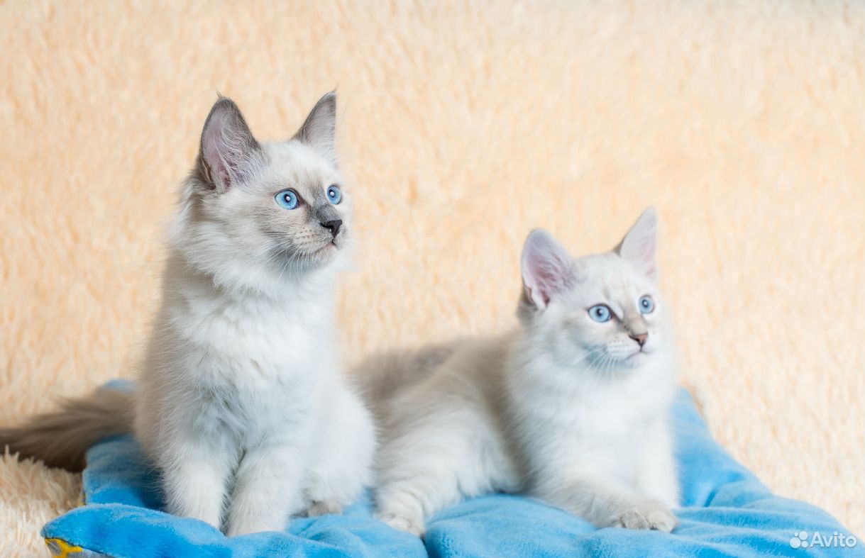 Две чудесные голубоглазые девочки в добрые руки