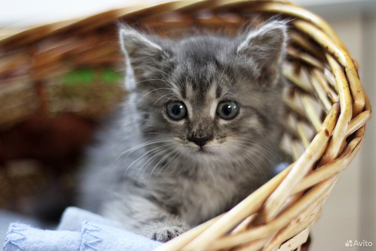 Котёнок в добрые руки