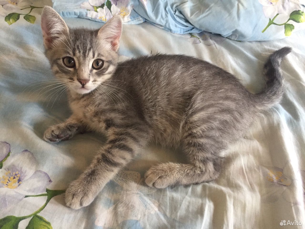 Котёнок