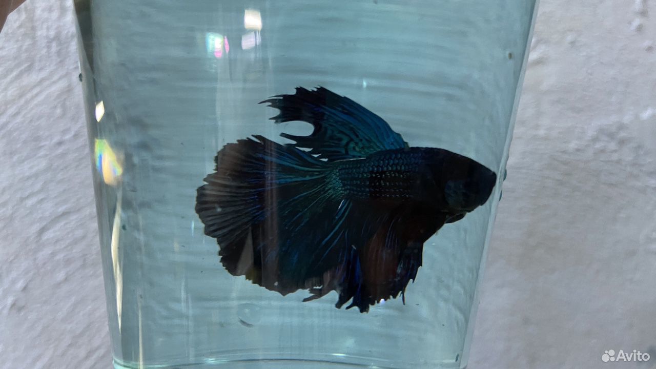 Петушок супердельта чёрная бирюза