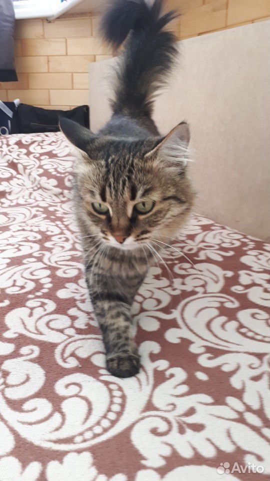 Кошка Чика