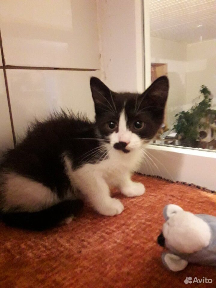 Котенок Викинг