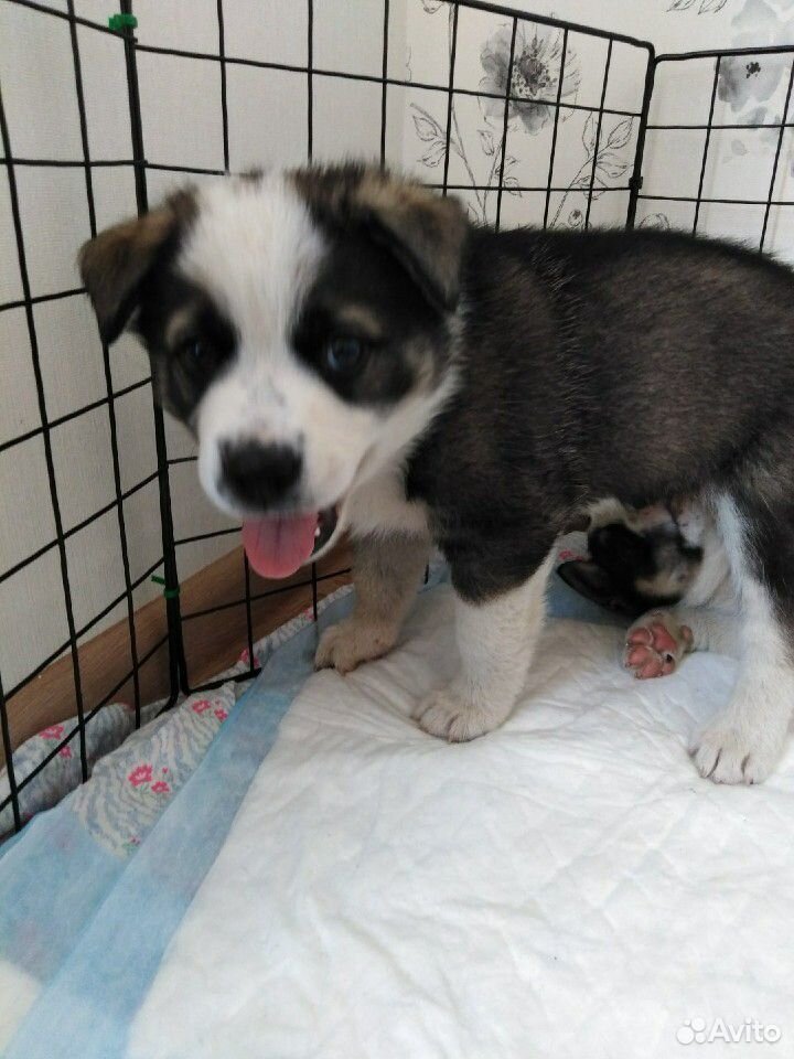 Босс-красивый щенок ищет дом