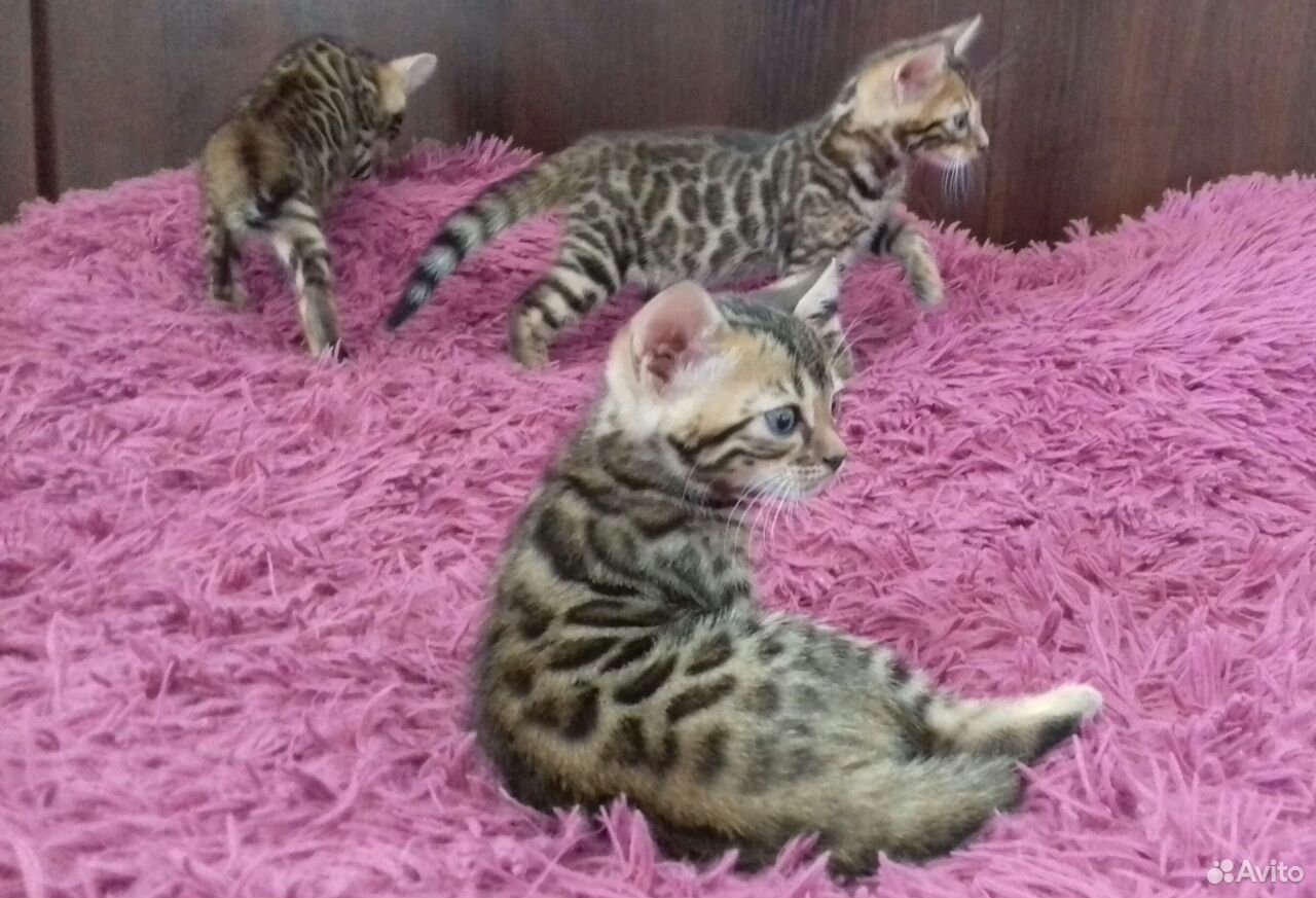 Бенгальские котята