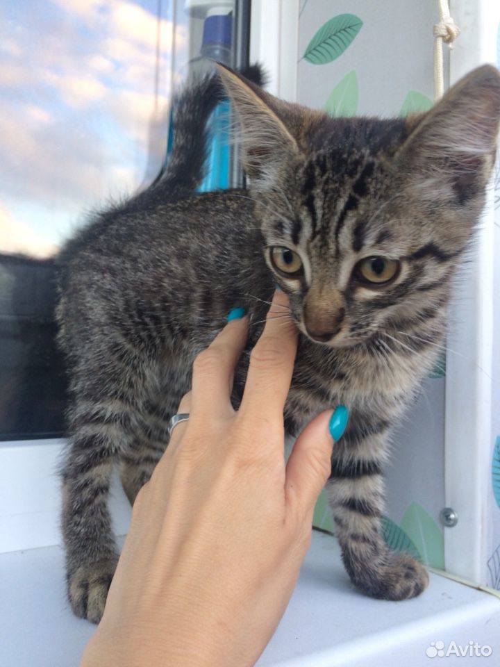 Котёнок