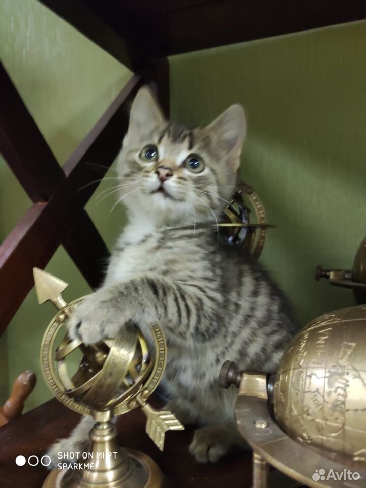 Котенок ждет тебя