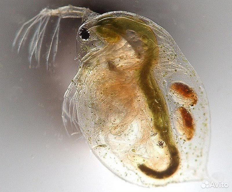 Живой корм для рыб : Дафния, Гриндаль, Аулофорус