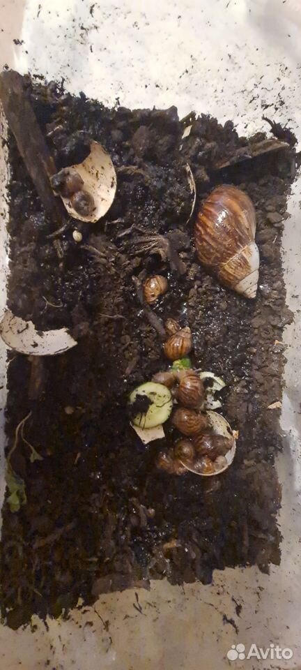 Отдам в дар африканских улиток ахатин